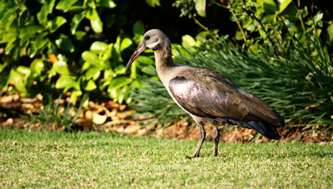 Hedgie's Nature Journal : This odd bird, the Hadeda ...