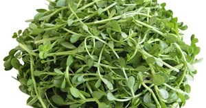 Brahmi Buti: brahmi booti benefits