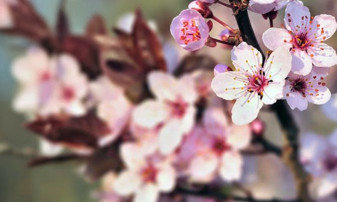 Decoración Fácil: DECORAR CON RAMAS EN FLOR