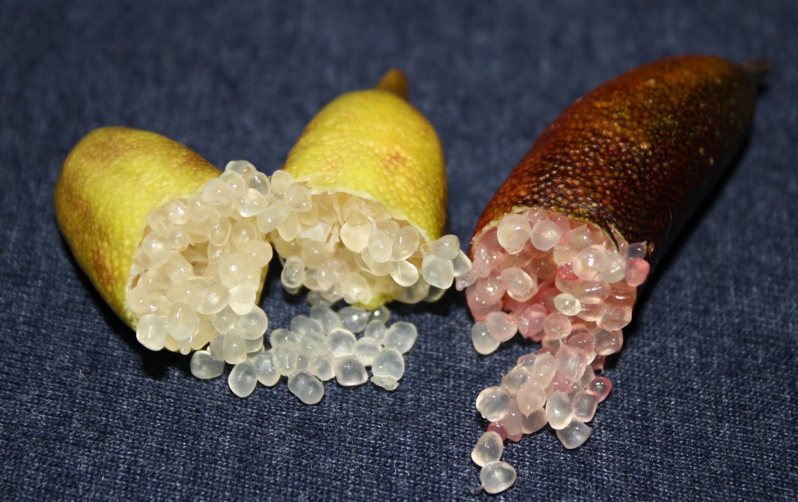 The Great Fruit Hunt Finger Limes Caviar Limes