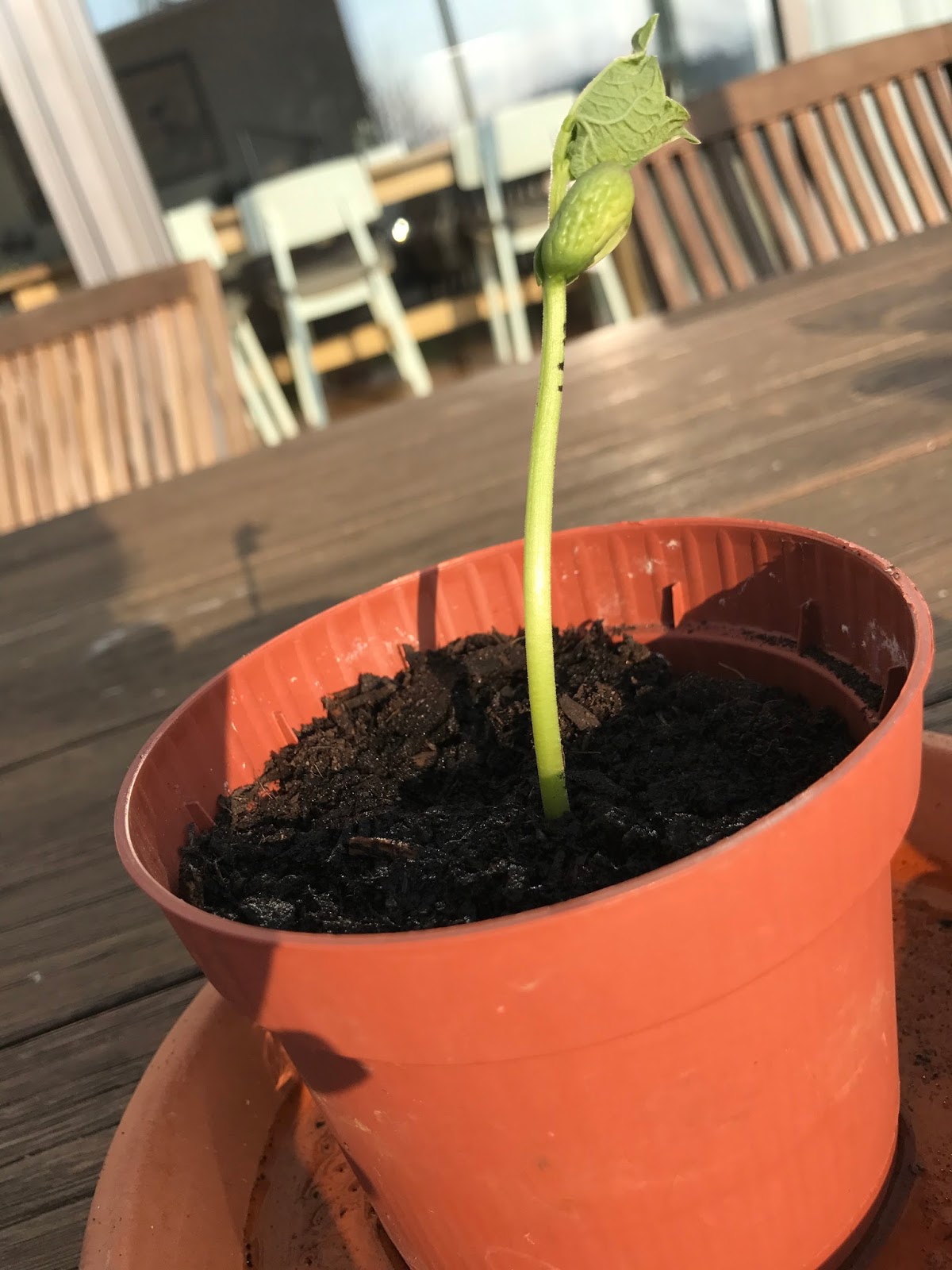 Keimung von Samen: 2017