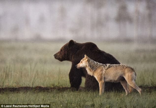 White Wolf : Bear strikes up unlikely friendship with a Wolf (Photos)