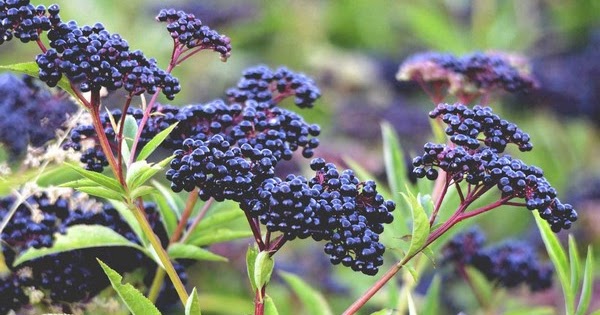 Le sureau: Avantages et dangers - Sante Top