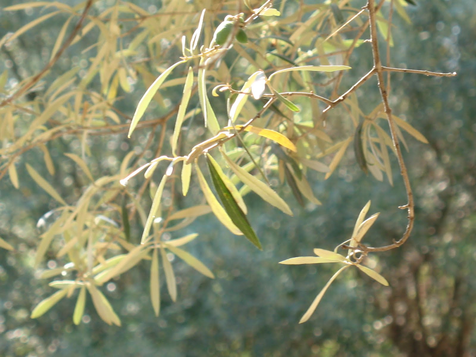 Jurnal de gradina: In livada cu maslini