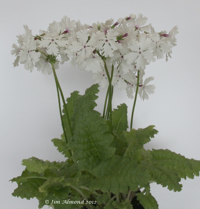 Alpines for the Enthusiast: New England Primula Show