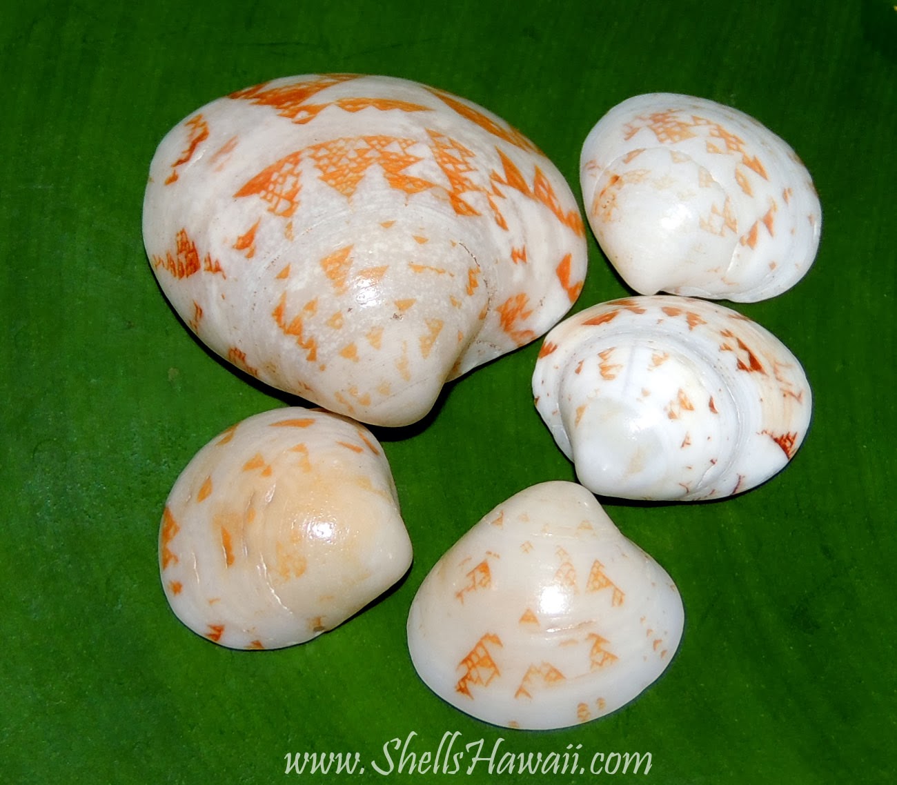 ShellsHawaii ...by Janjira: Hawaiian Seashells