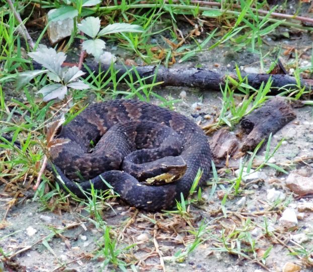 H-Town-West Photo Blog: Snakes in George Bush Park - Buffalo Bayou ...