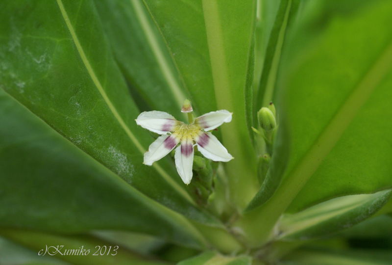 Flower Dictionary: Beach Naupaka / Hawaiian Half Flower