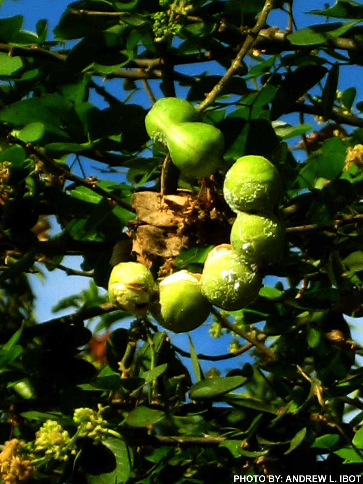 Ako si ANDREW IBOT!: Kamatsile - Halamang Gamot / Herbal Medicine