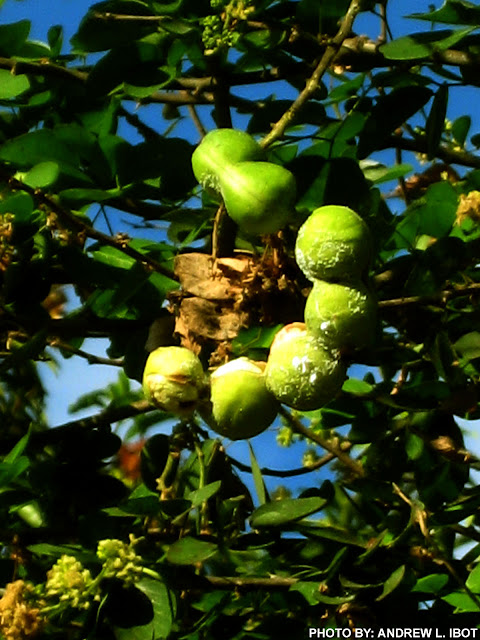 Ako si ANDREW IBOT!: Kamatsile - Halamang Gamot / Herbal Medicine