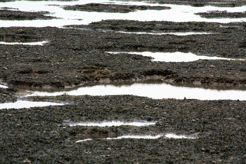 Fossil CSI: Comparing the “reef mounds” at Solnhofen with modern ...