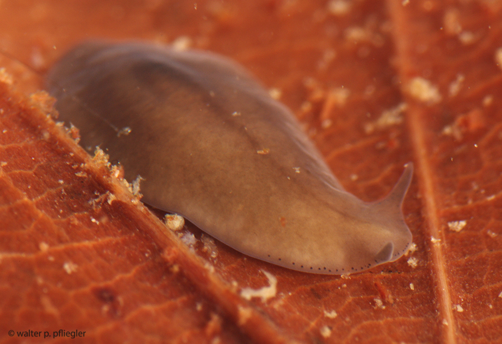 Nature photos from an Amateur Naturalist: Sebesvíz I., Bükk Mountains ...