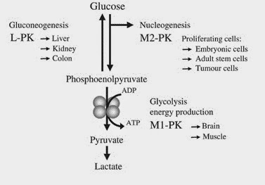 Doença de Crohn: novas perspectivas: M2-PK