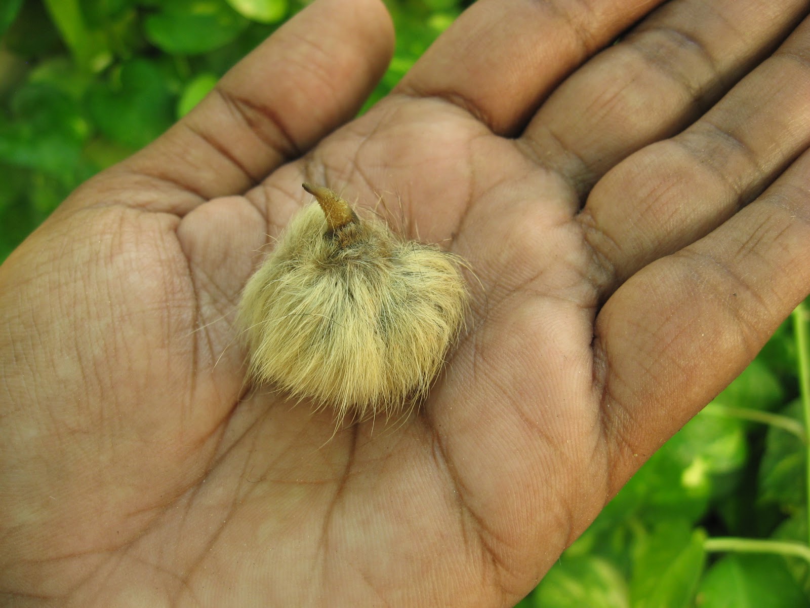 Dawat e Rohaniat ~*~ دعوتِ روحانیت: The Gidar Singhi Talisman