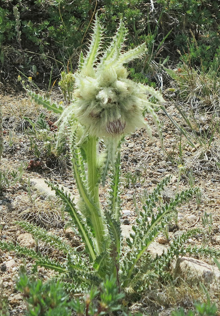 Around the Bend: Some Flora and Fauna in the Alpine Rockies