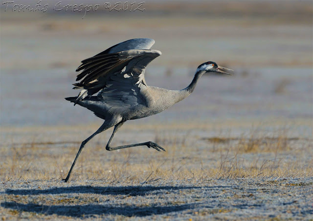 ! Andando por las ramas !: Lagunas de gallocanta. Al alba llegan las ...