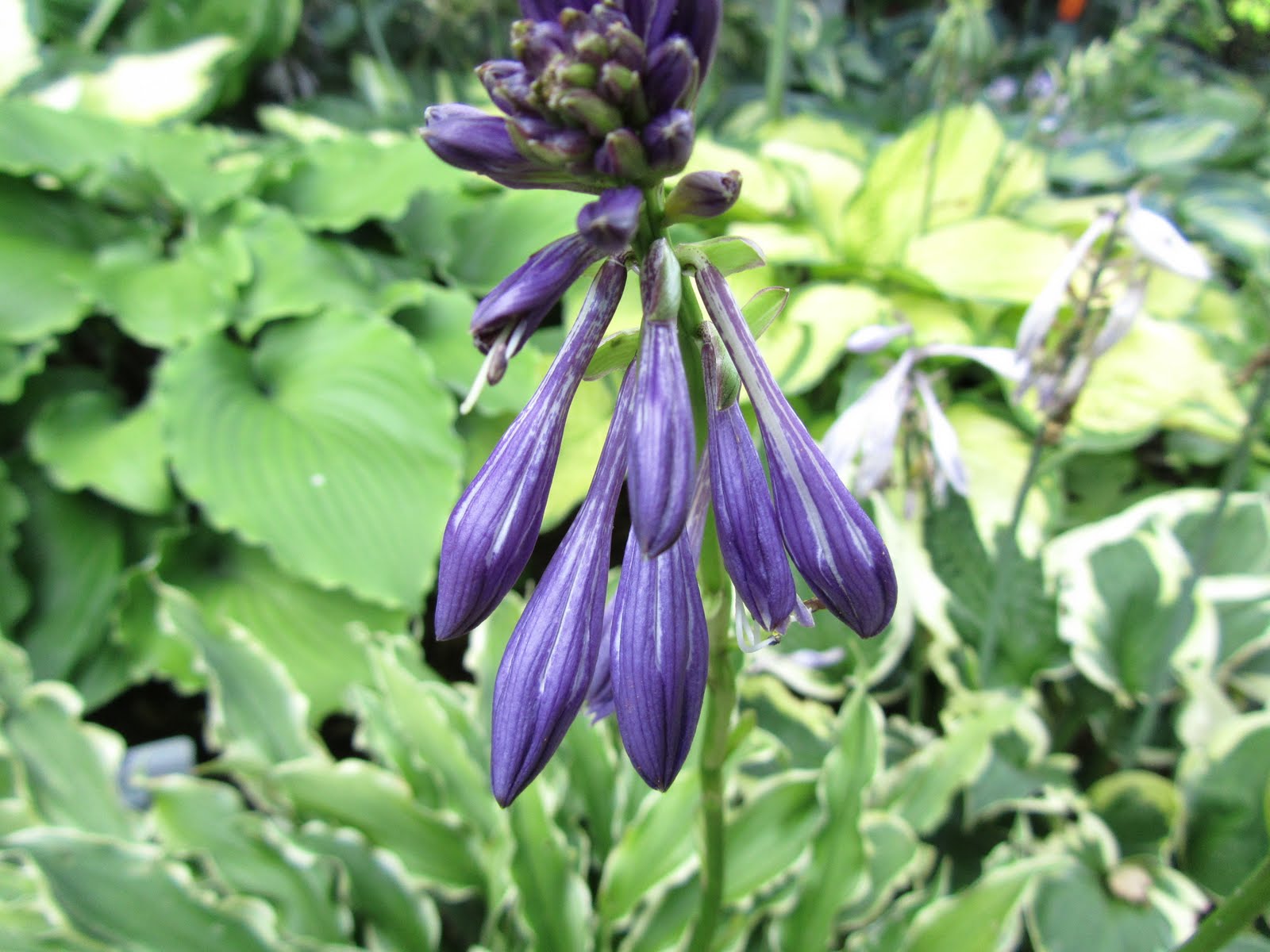 Cheesehead Gardening: The often overlooked hosta flower