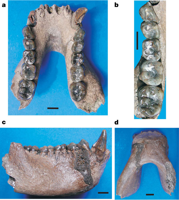 Species New to Science: [Palaeontology • 2004] โคราชพิเธคัส พิริยะอิ 'เอปโคราช' | Khoratpithecus ...