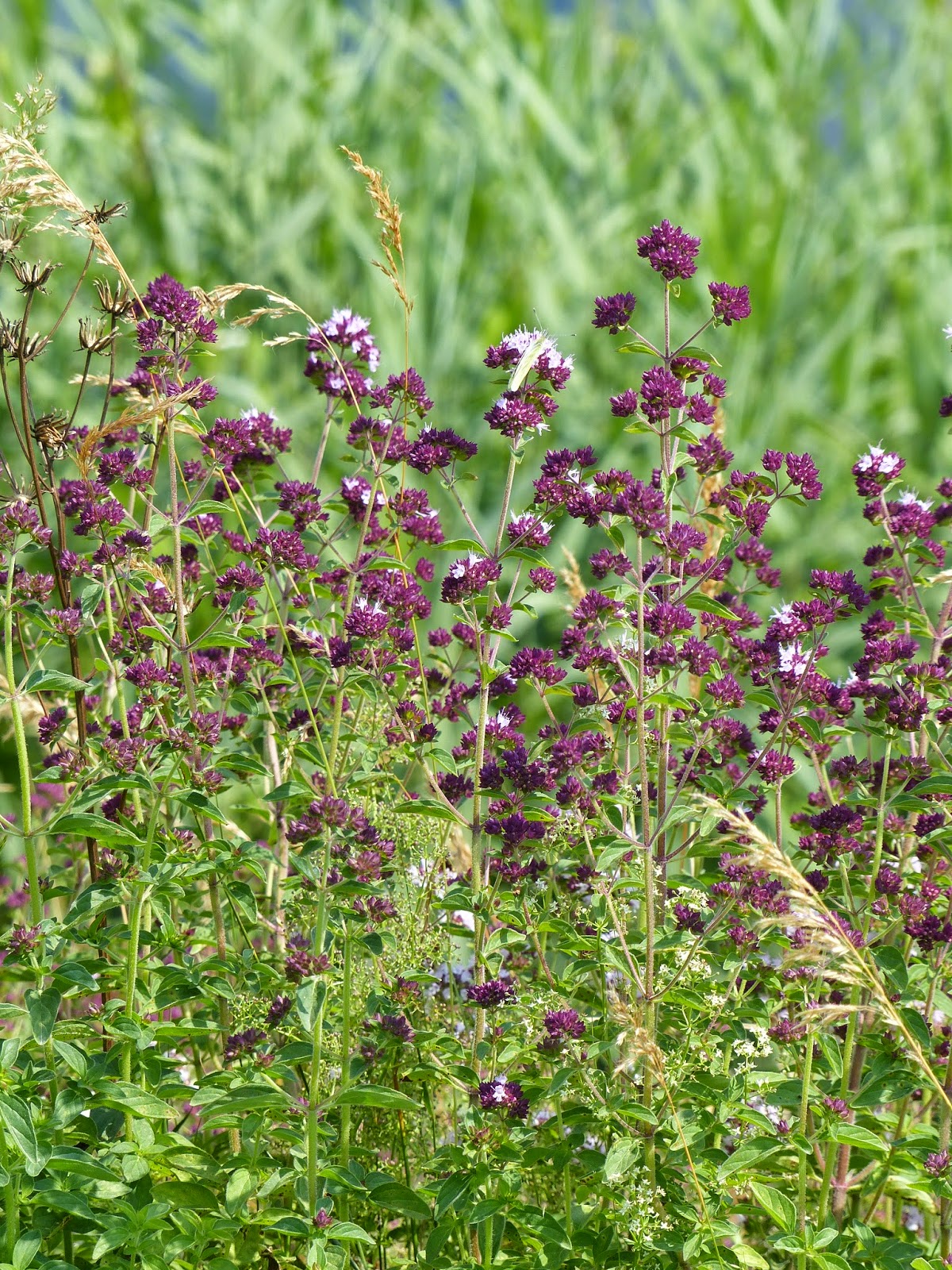 Origanum vulgare | Wild flowers of Europe by Anita Beijer
