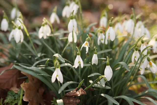 The appearance of snowdrops - Sophie in the Sticks