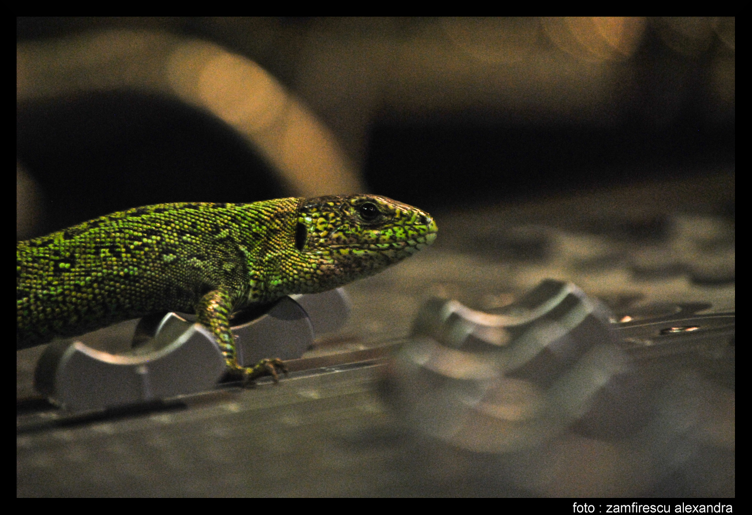 Simple Lady Photography...: MC GuSHter...