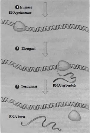 proses sintesis protein