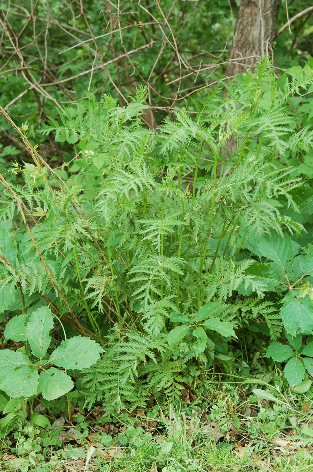 The Ripple Effect: Invasion of the Zombie Weed