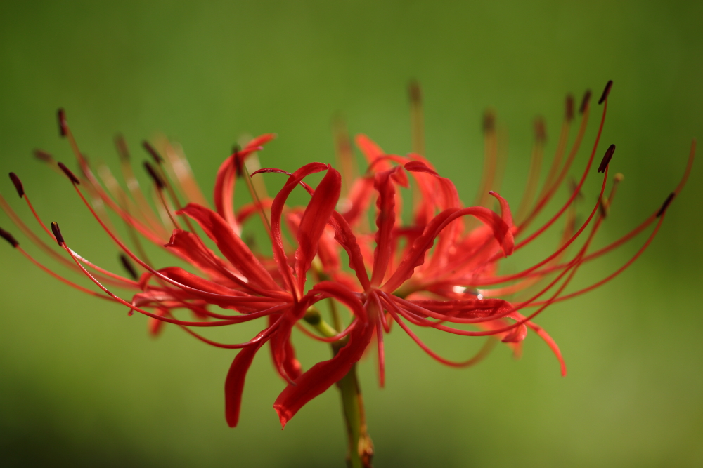 One Time One Meeting: Nostalgia in Asuka