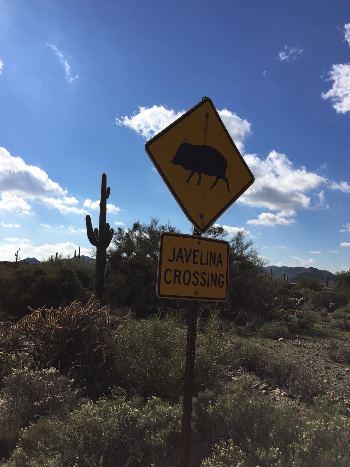 A Day in my Arizona Life: Javelina