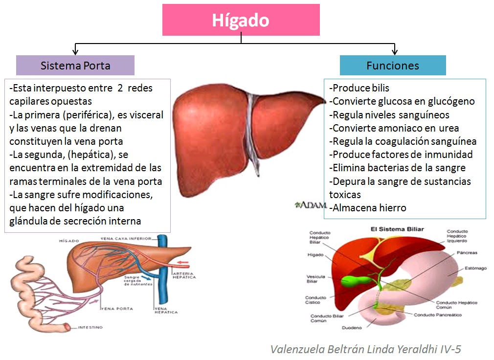 FISIOLOGIA BASICA