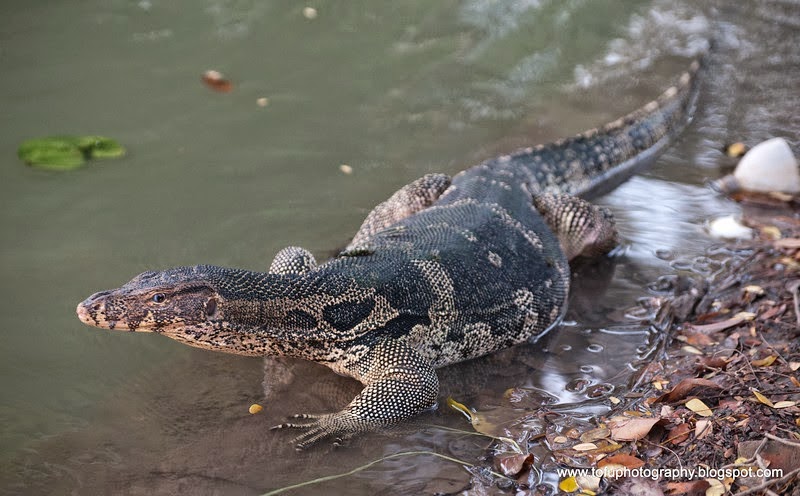Jenis - jenis atau Macam - macam Varanidae / Varanus / Varanatic ...