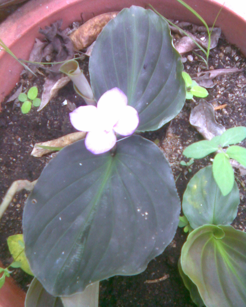 WARISAN ETNOBOTANI: Cekur