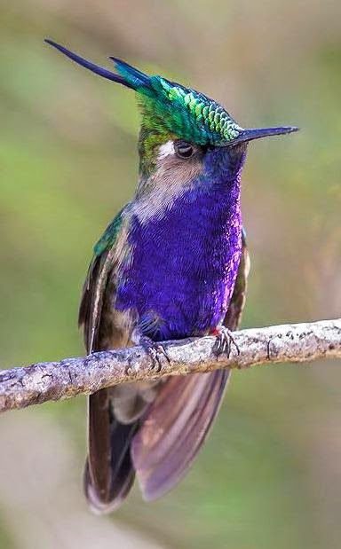 Pretty hummingbirds ~ Stunning nature