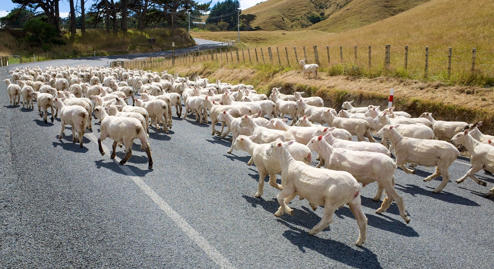 Tramplite Gear: Te Araroa Trip Report