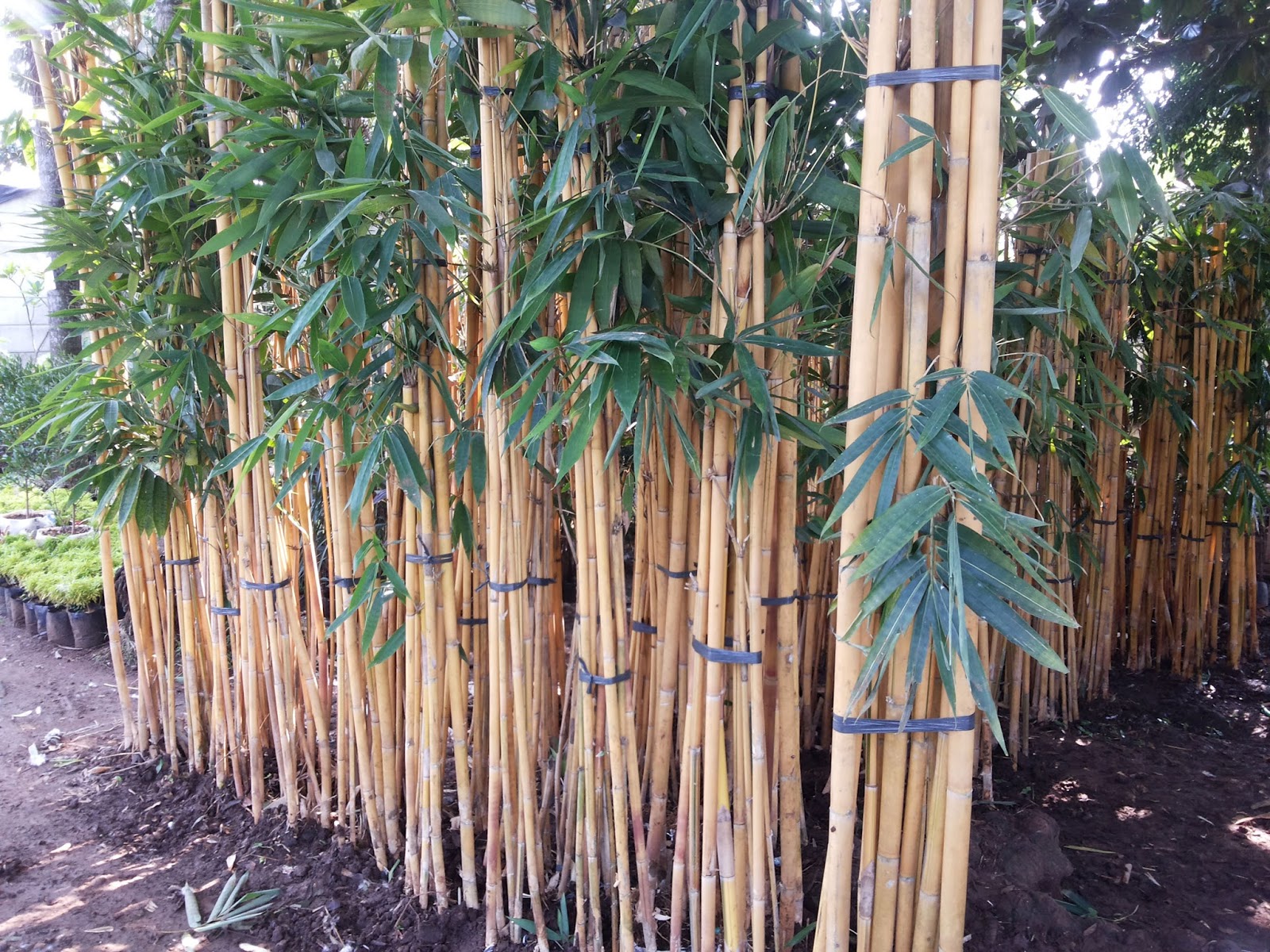 JUAL TANAMAN DAN RUMPUT TAMAN: tukang pohon bambu kuning hias-bambu ...
