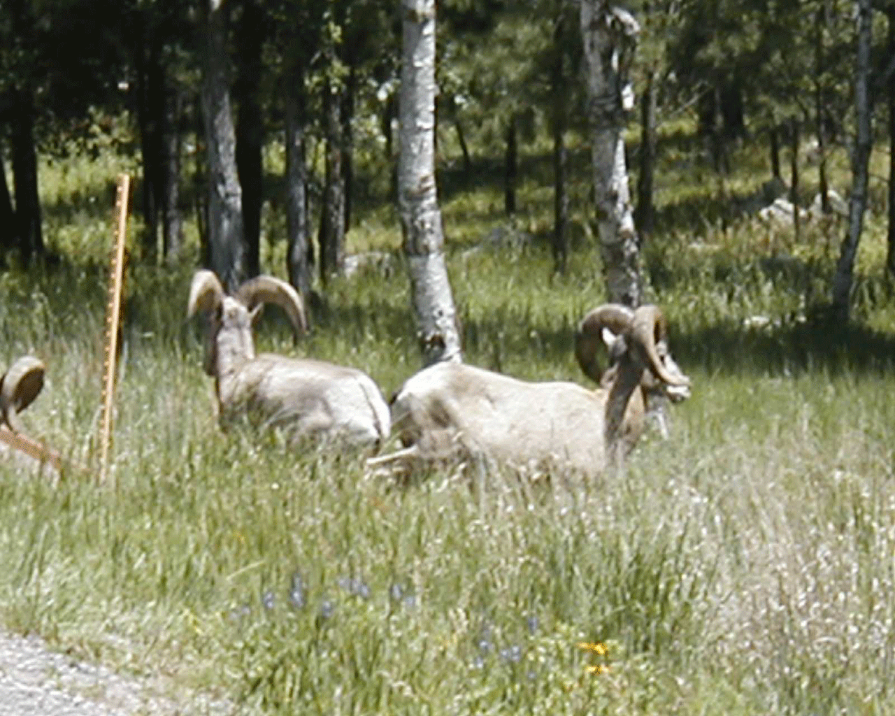 Best Jungle Life: 07/19/12