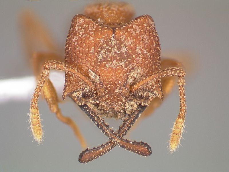 Inilah Wajah-wajah Semut !! - Yosantai