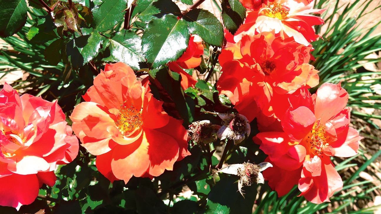 BY WORD OF MOUTH: BEES LOVE THE NELSON MANDELA CENTENARY ROSE
