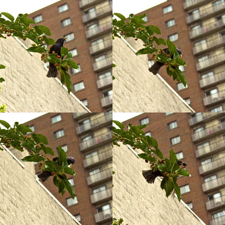 Flora Urbana: Fruits permis, fruits défendus