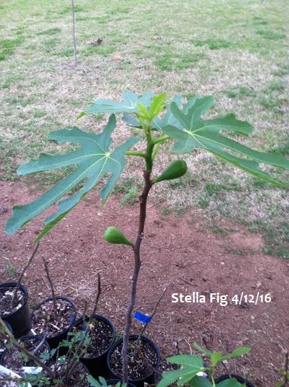 Figs Fort Smith!: Fig Trees/Cuttings, Spring 2016 continued