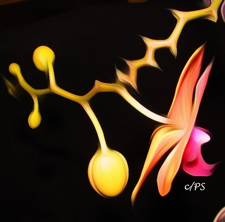 ps-pictureshop: Orchideen, orgideë, orchids, Orhideje, Орхидеи, orkideer