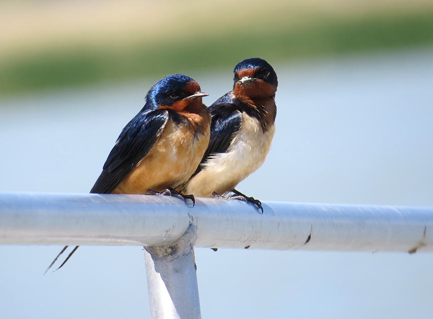 NAS Trail NV, Coyotes, and Birds. Fallon-Part Two