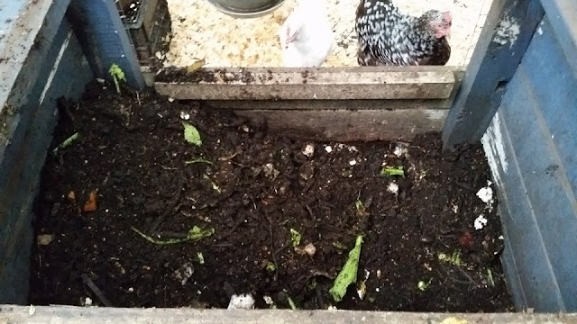 Making compost with chickens | Joseph's sci-tastic adventure