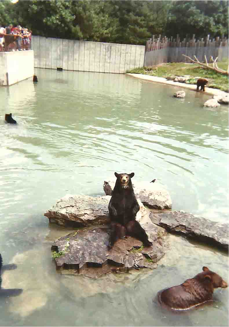Nancy's Vacation Pictures: Black bear at Madison Zoo