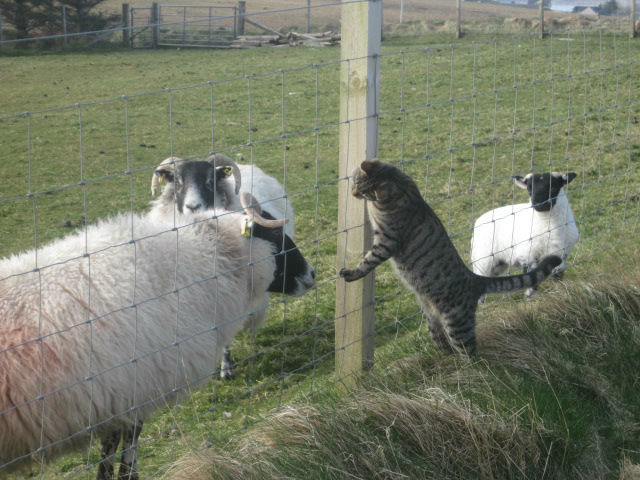 Tweed thoughts ...: Cat versus Sheep