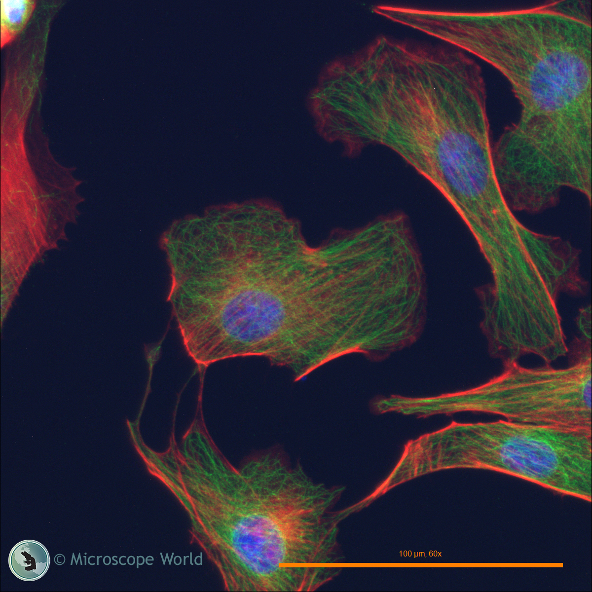 Microscope World Blog