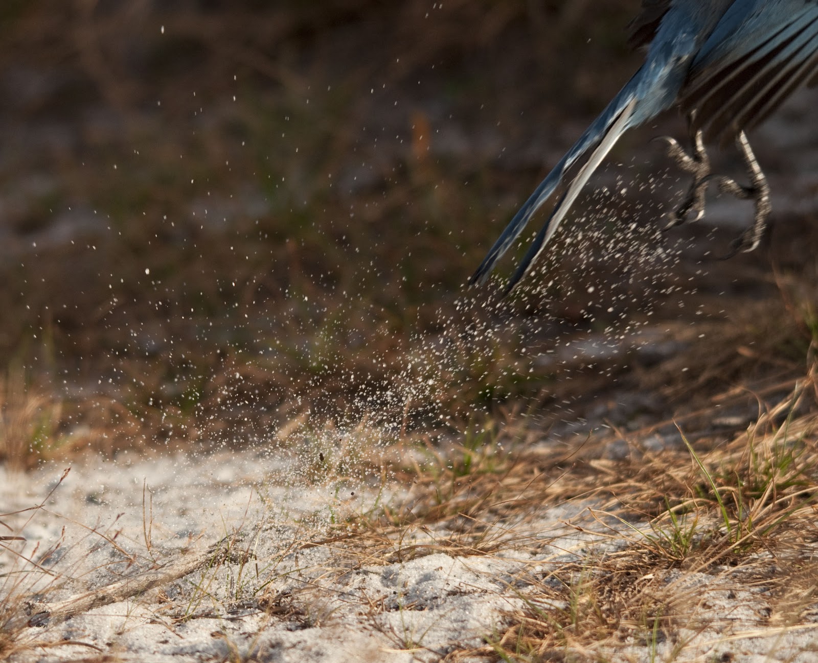Birding Is Fun!: Florida's Scrubland Dwellers