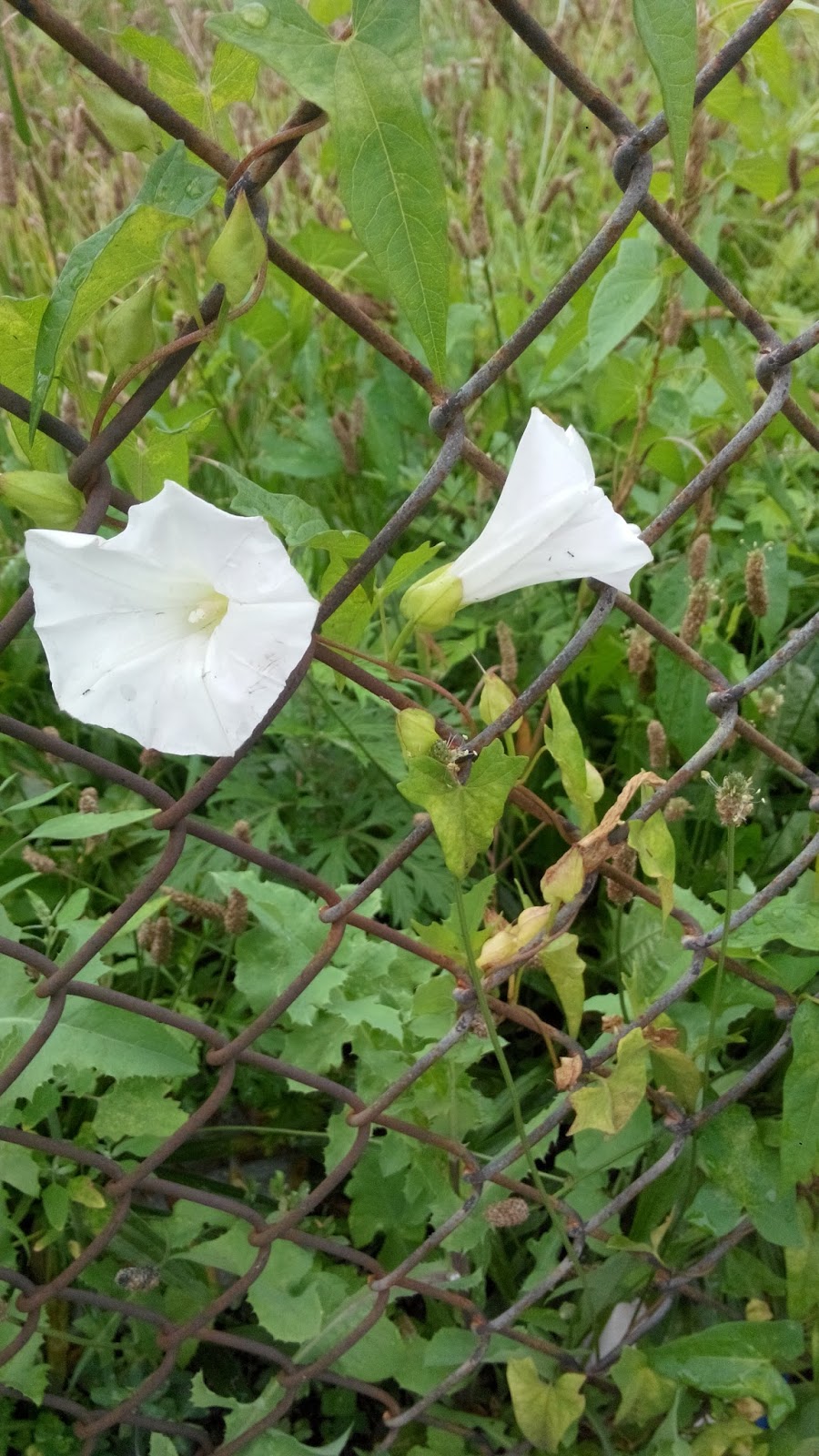 Springtime Windowsill: Common Flower Gems - Classification #2 Field ...
