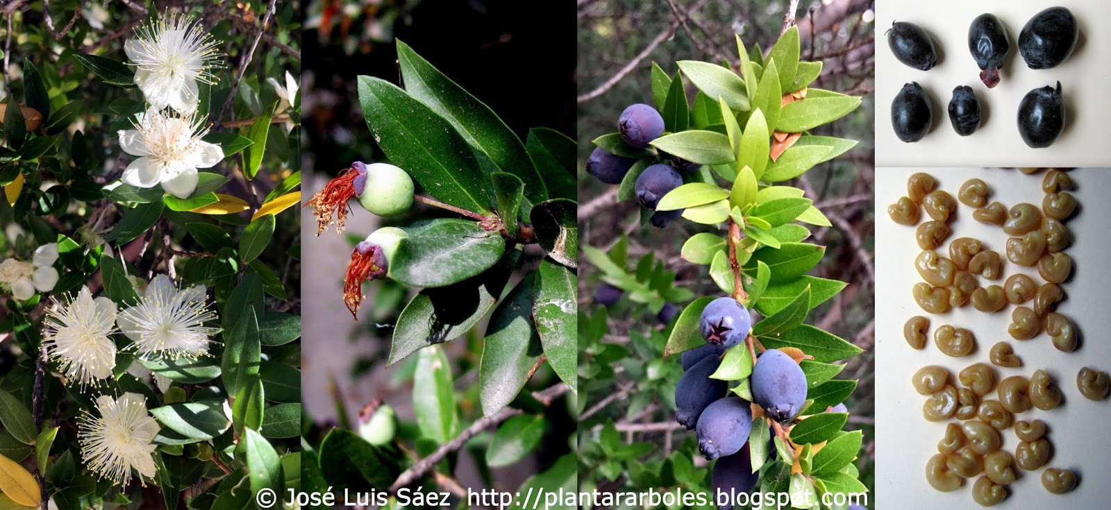 PLANTAR ÁRBOLES y arbustos: Tipos de frutos y semillas AUTÓCTONOS España
