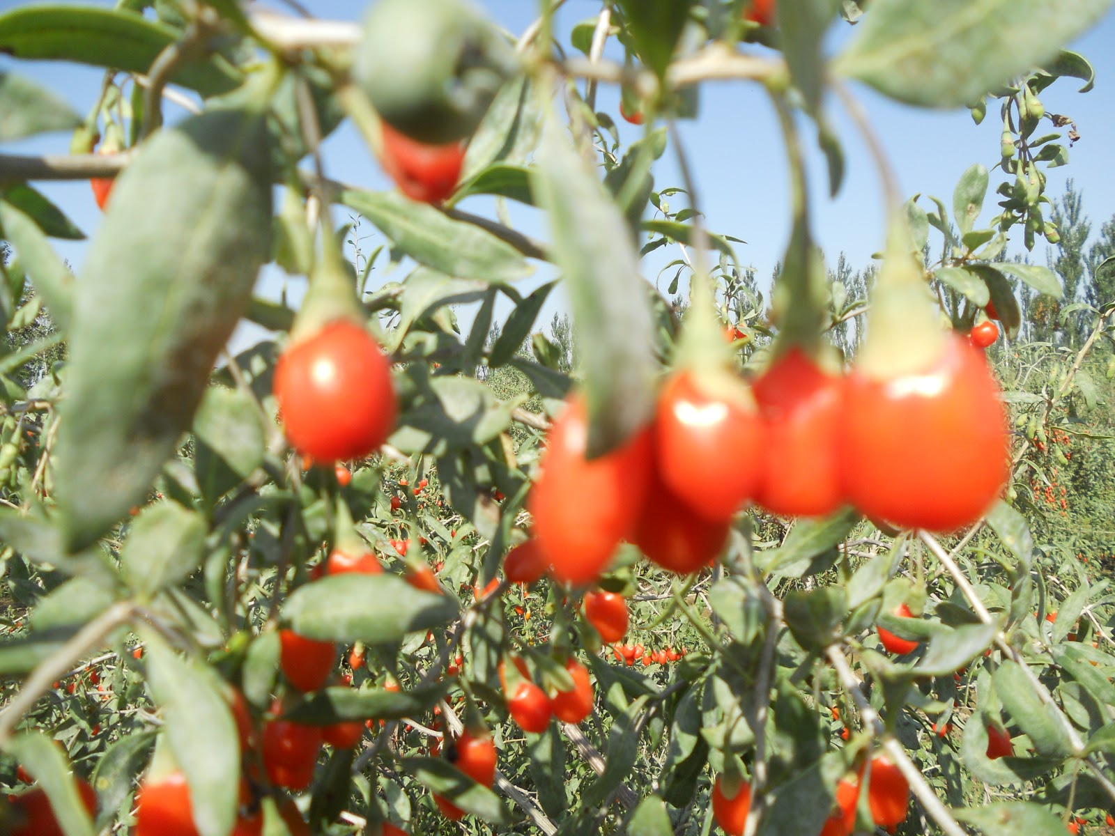 Gambar Buah Goji Berry - Gambar Buah